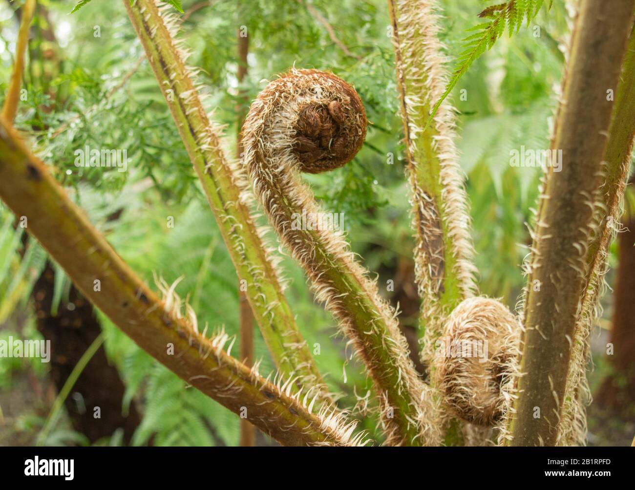 Lady Fern (Athyrium filix-femina), a close up of a Fern Unrolling a ...
