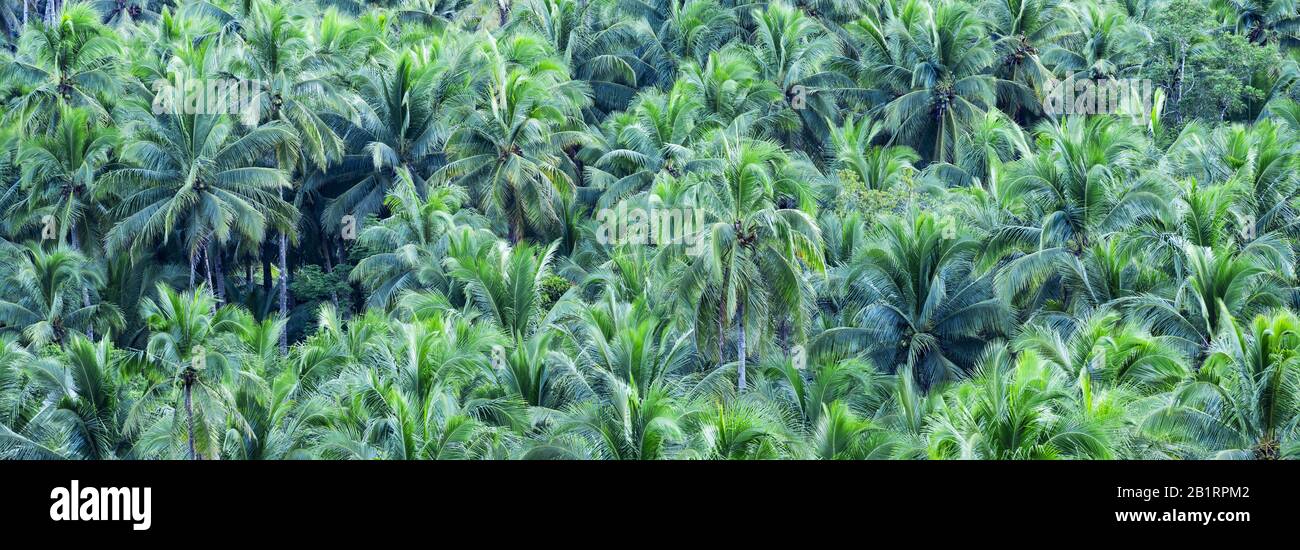 Aerial view of palm trees in a forest hi-res stock photography and ...