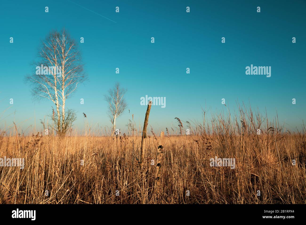 Birch tree without leaves hi-res stock photography and images - Alamy