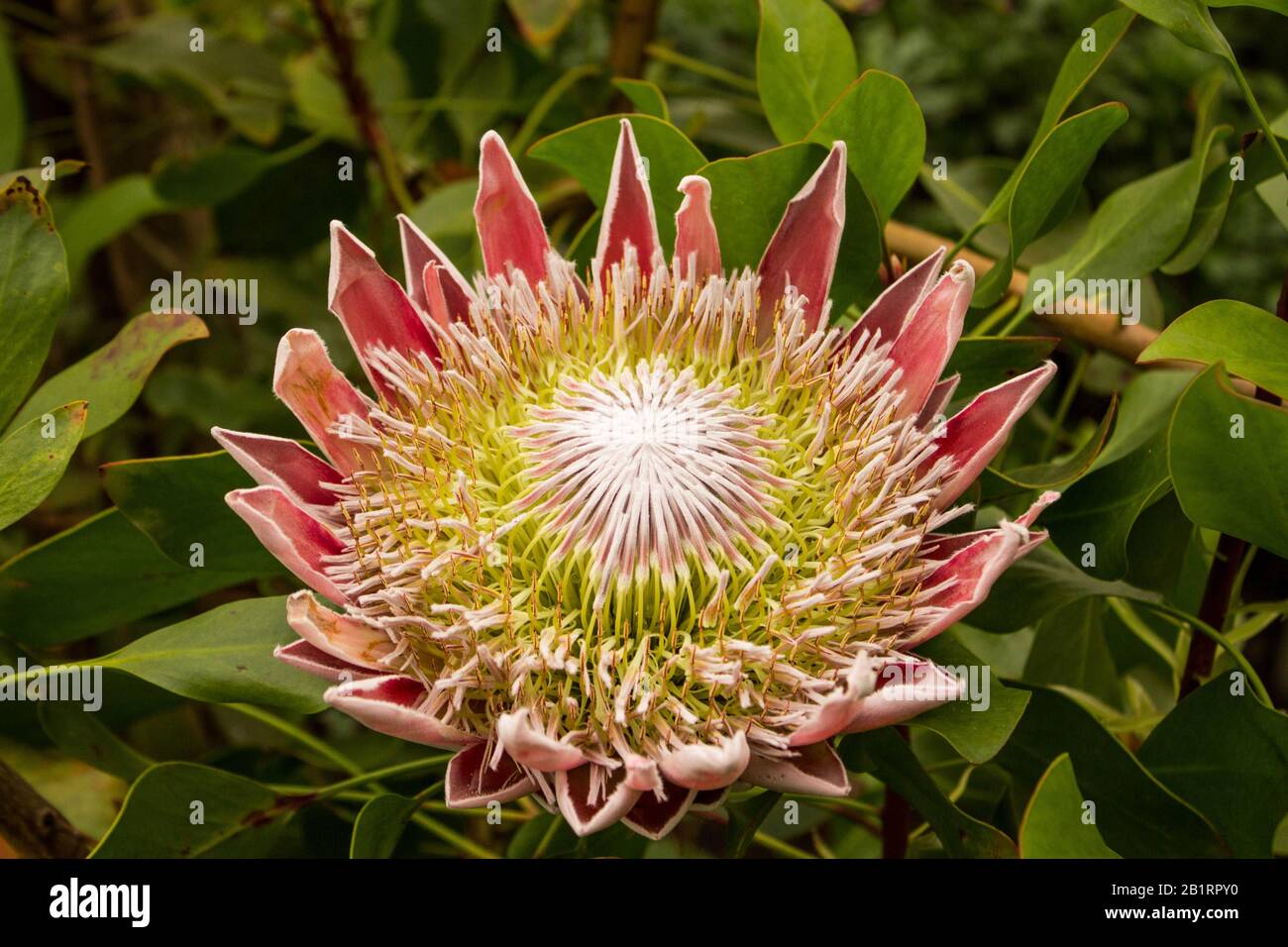 The King Protea (Protea Cynaroides) the national flower of South Africa, also known as giant ...