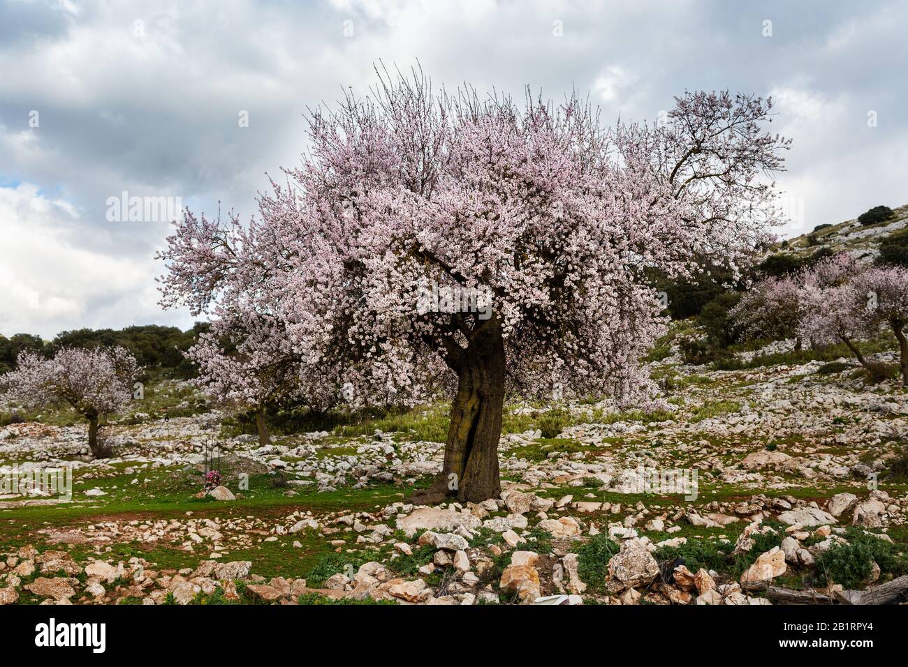 An almond tree in full blossom during early spring in Spain Stock Photo ...