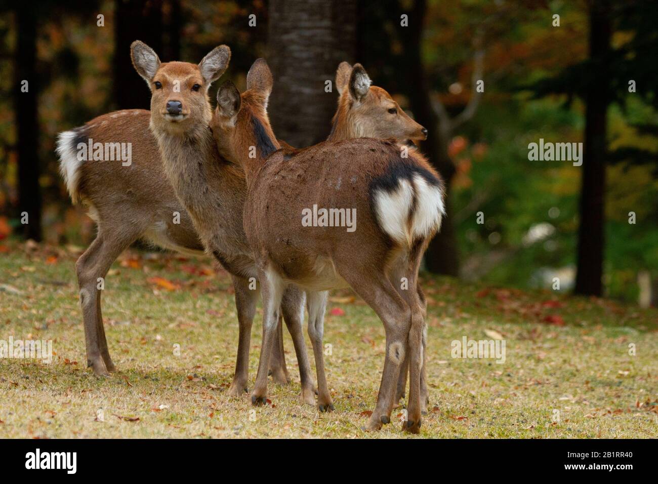 Sika deer (Cervus nippon), also known as the spotted deer or the ...