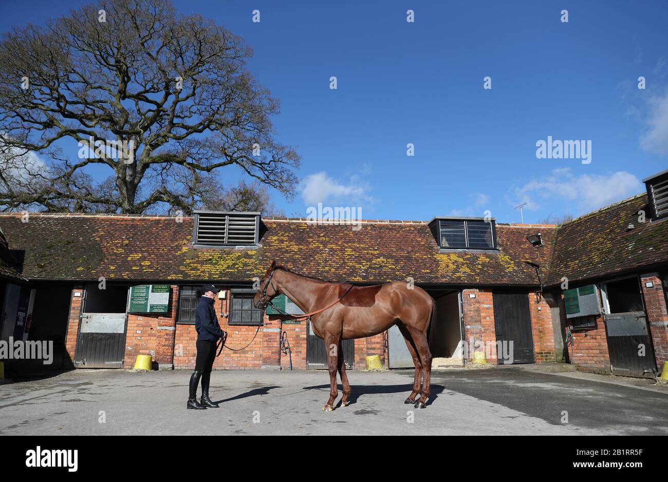 Quel Destin is paraded around the yard during the visit to Manor Farm ...