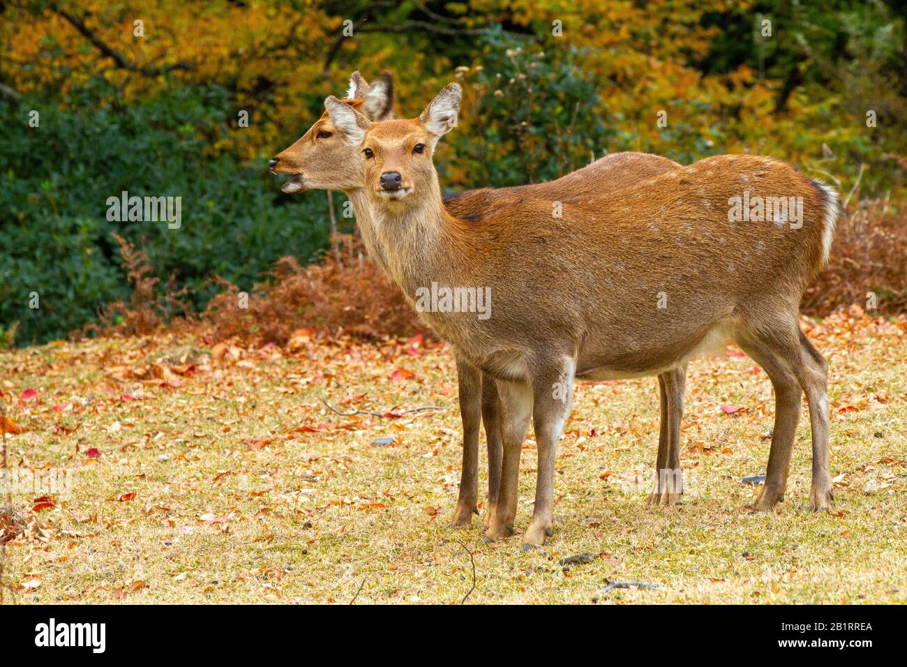 Sika deer (Cervus nippon), also known as the spotted deer or the ...