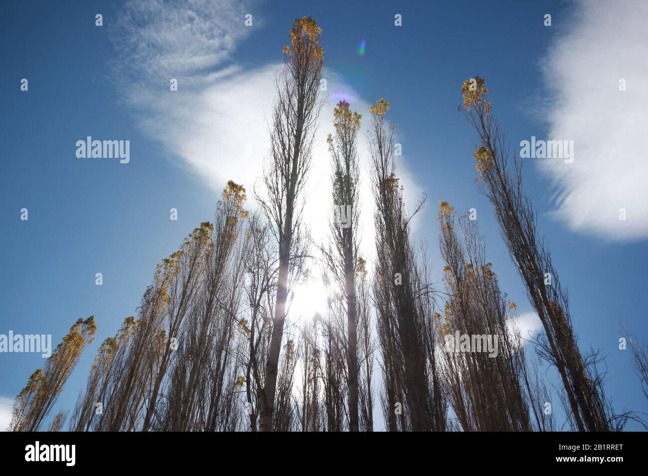 Sparse grove hi-res stock photography and images - Alamy