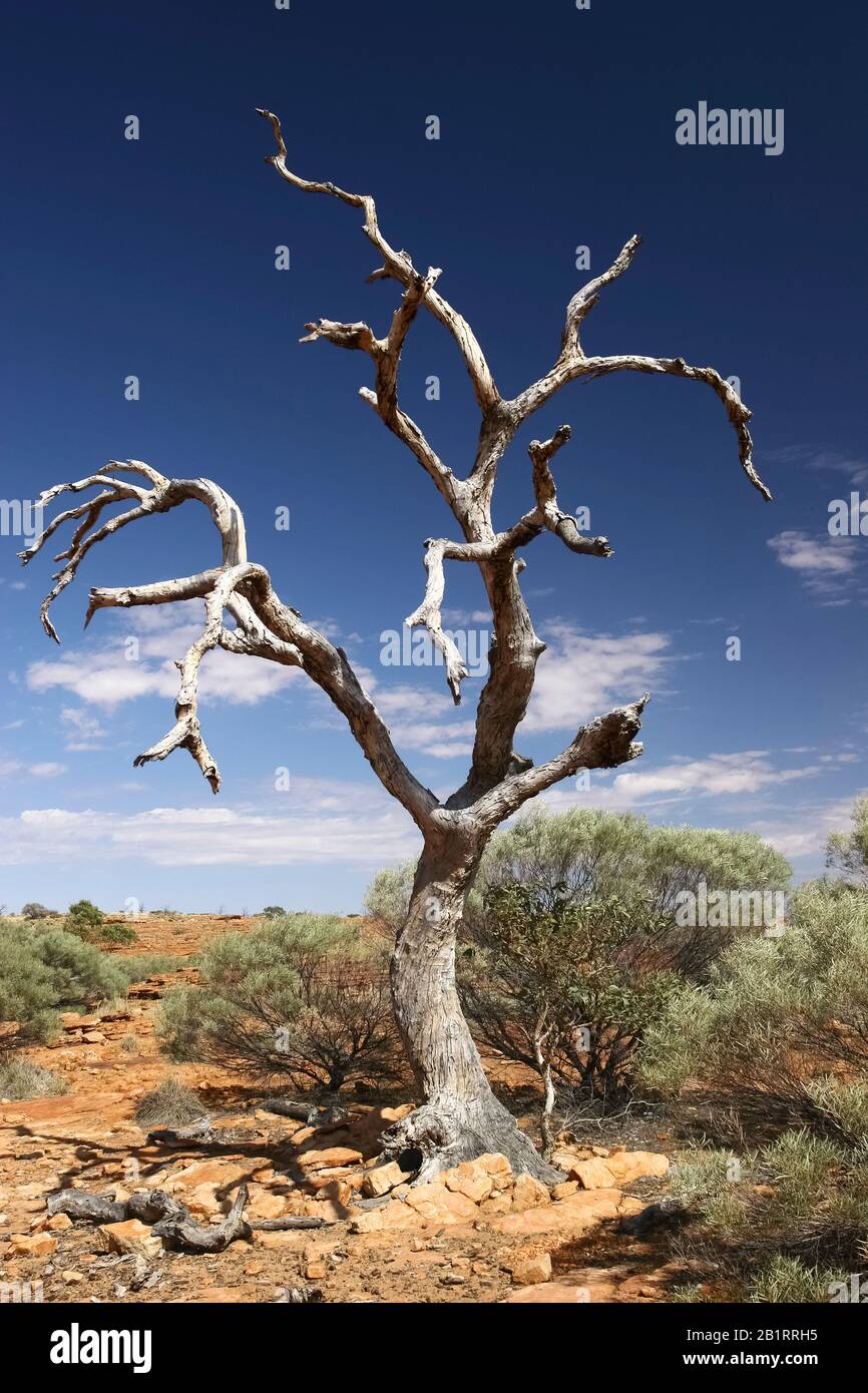 Australian Outback Trees