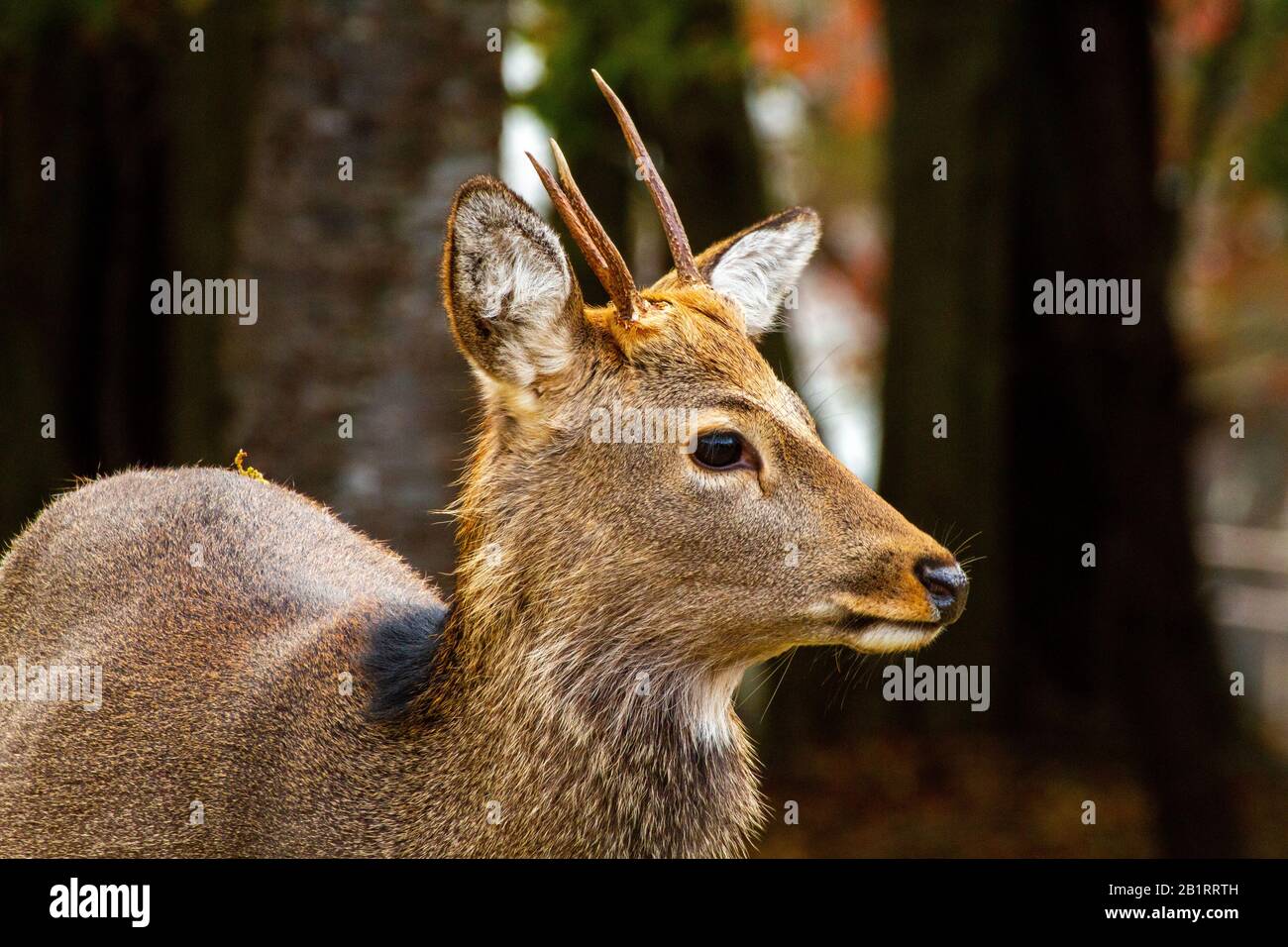 Deers on asia hi-res stock photography and images - Alamy