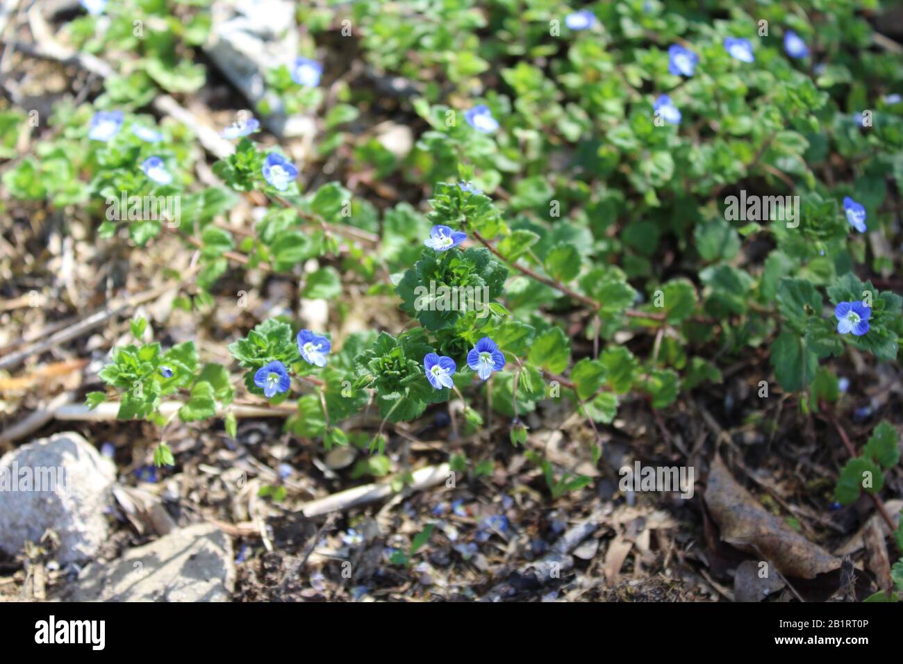 The picture shows a field of speedwell in the garden Stock Photo - Alamy