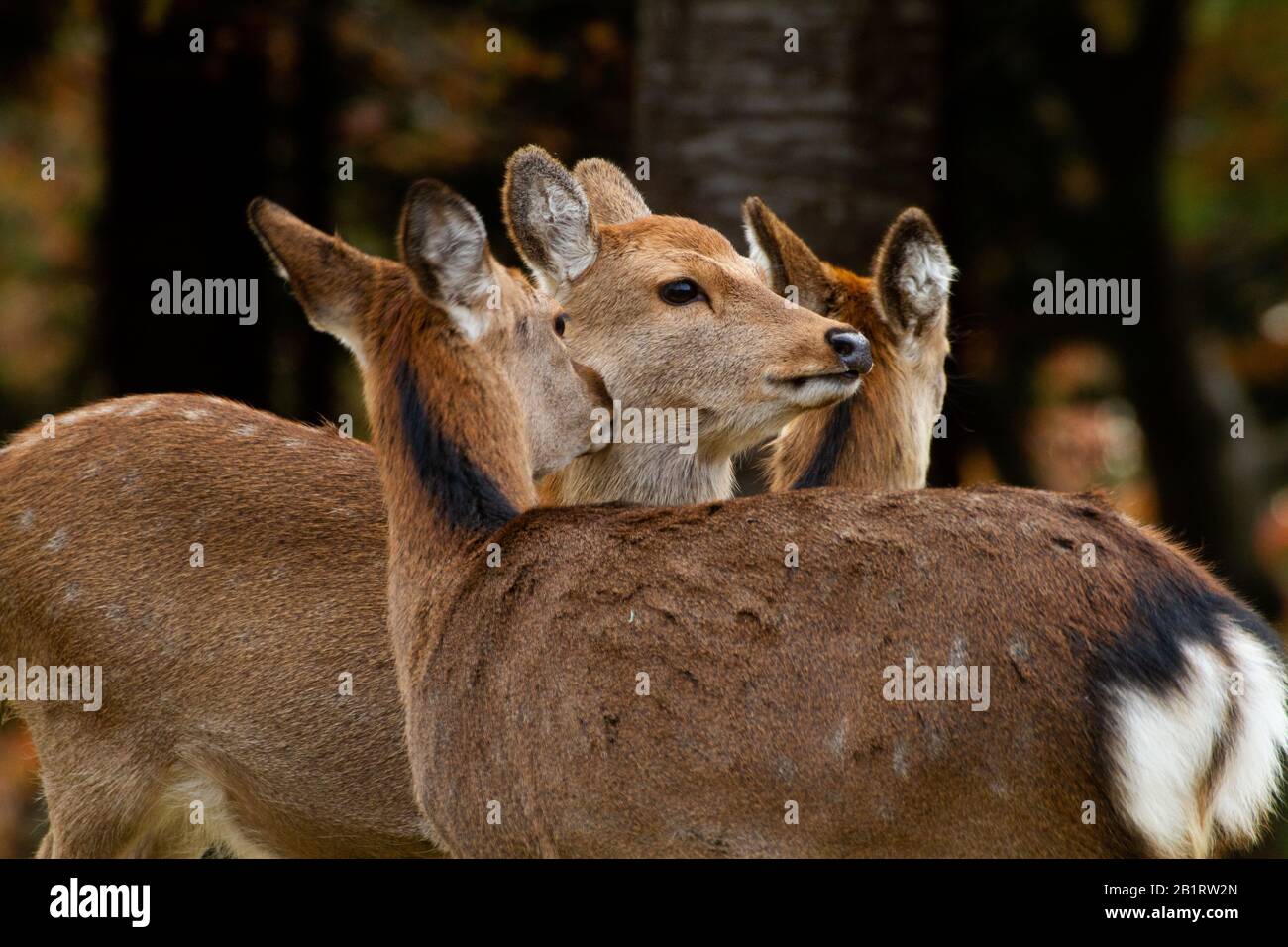 Sika deer (Cervus nippon), also known as the spotted deer or the ...