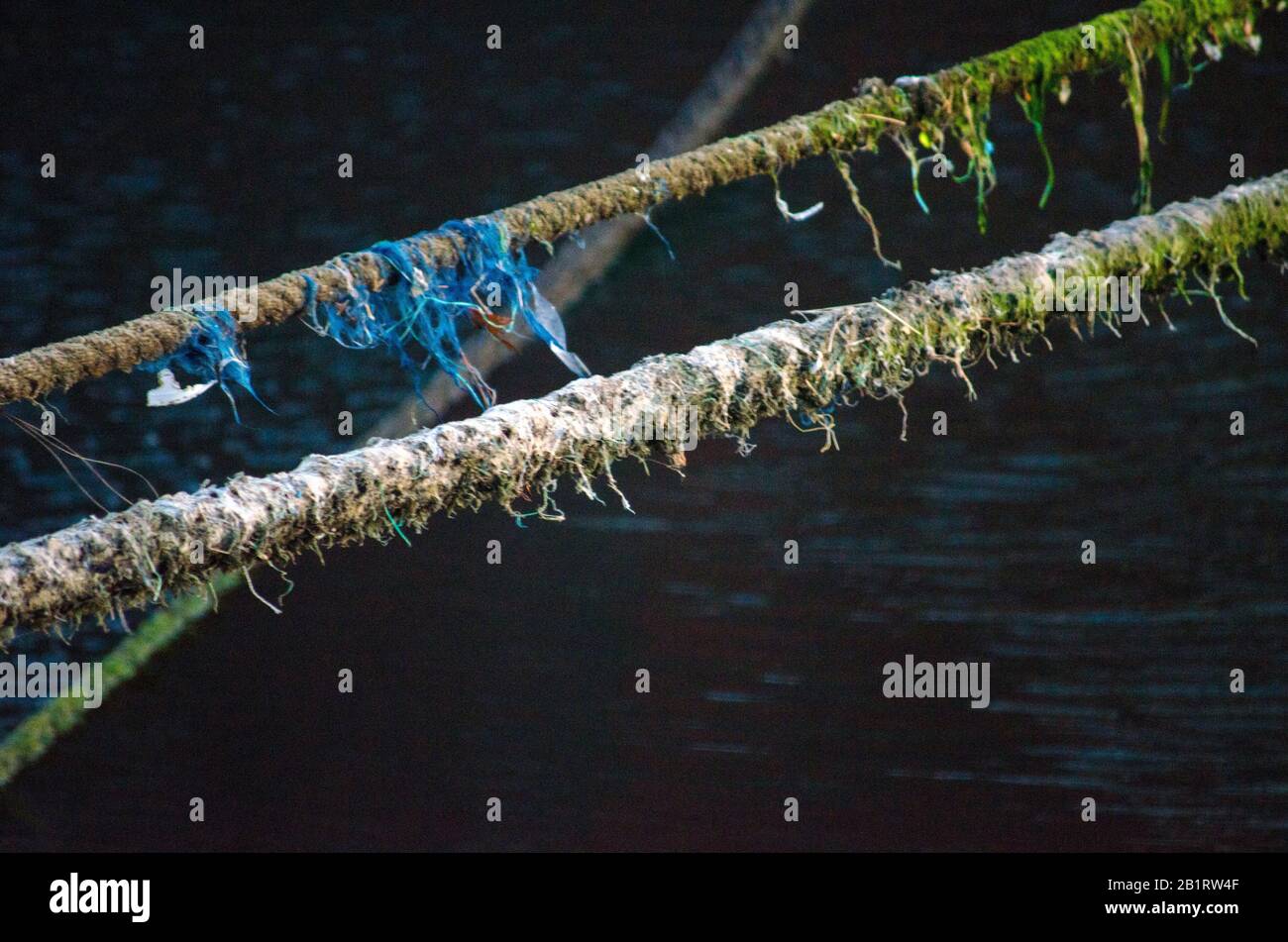 Old Mossy Rope in The Sea Stock Photo - Alamy