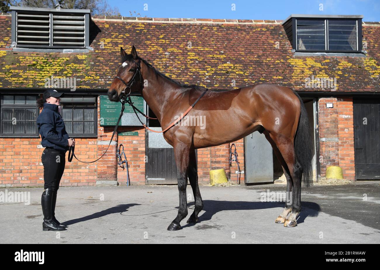 Sir Psycho is paraded around the yard during the visit to Manor Farm ...