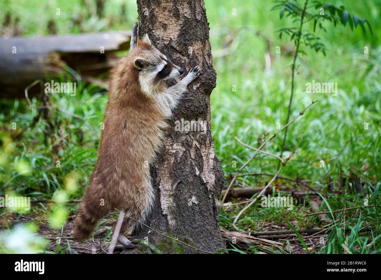 Raccoon climbing in tree (Procyon lotor Stock Photo - Alamy