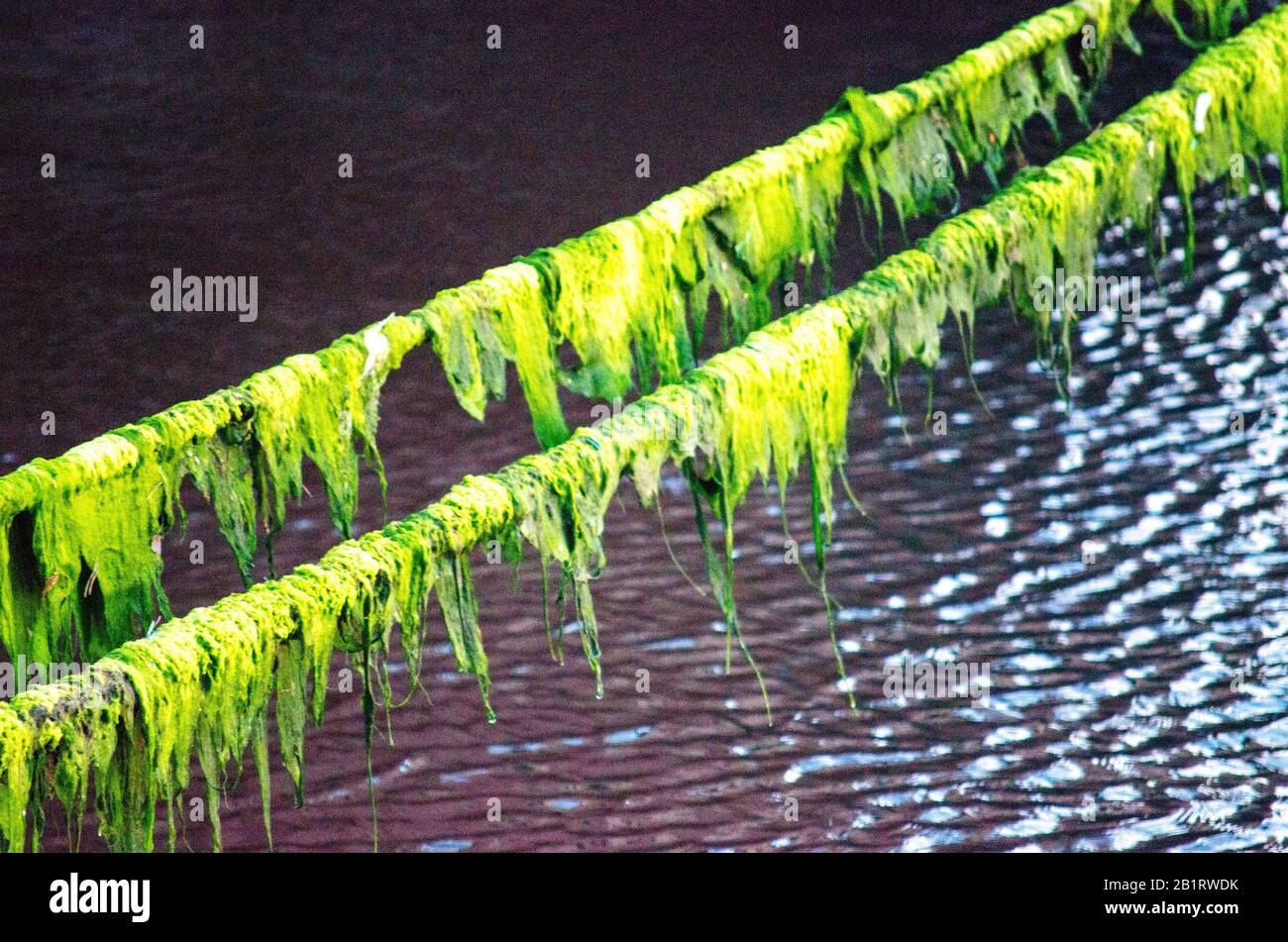 Old Mossy Rope in The Sea Stock Photo - Alamy