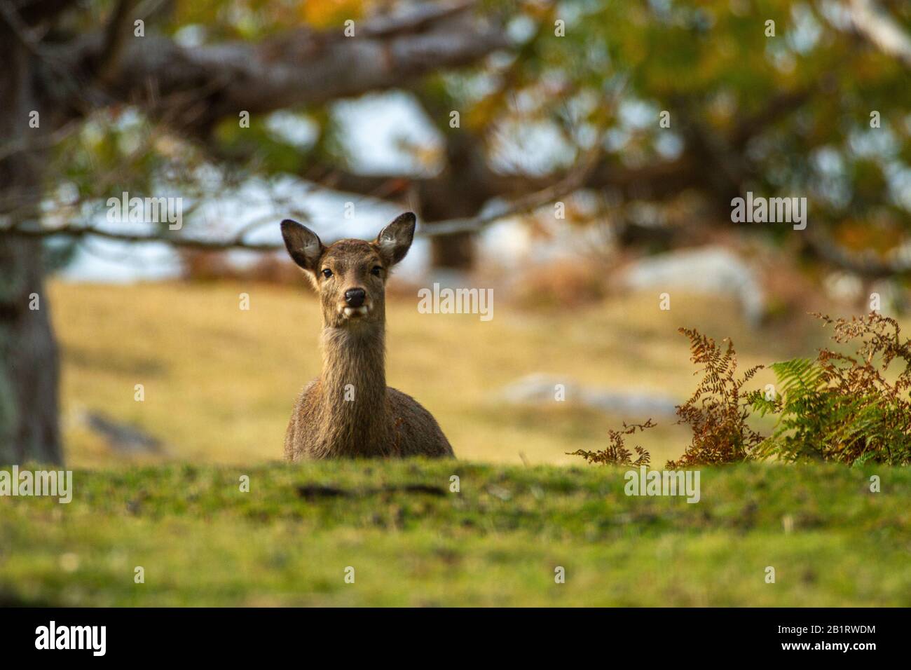 Sika deer (Cervus nippon), also known as the spotted deer or the ...