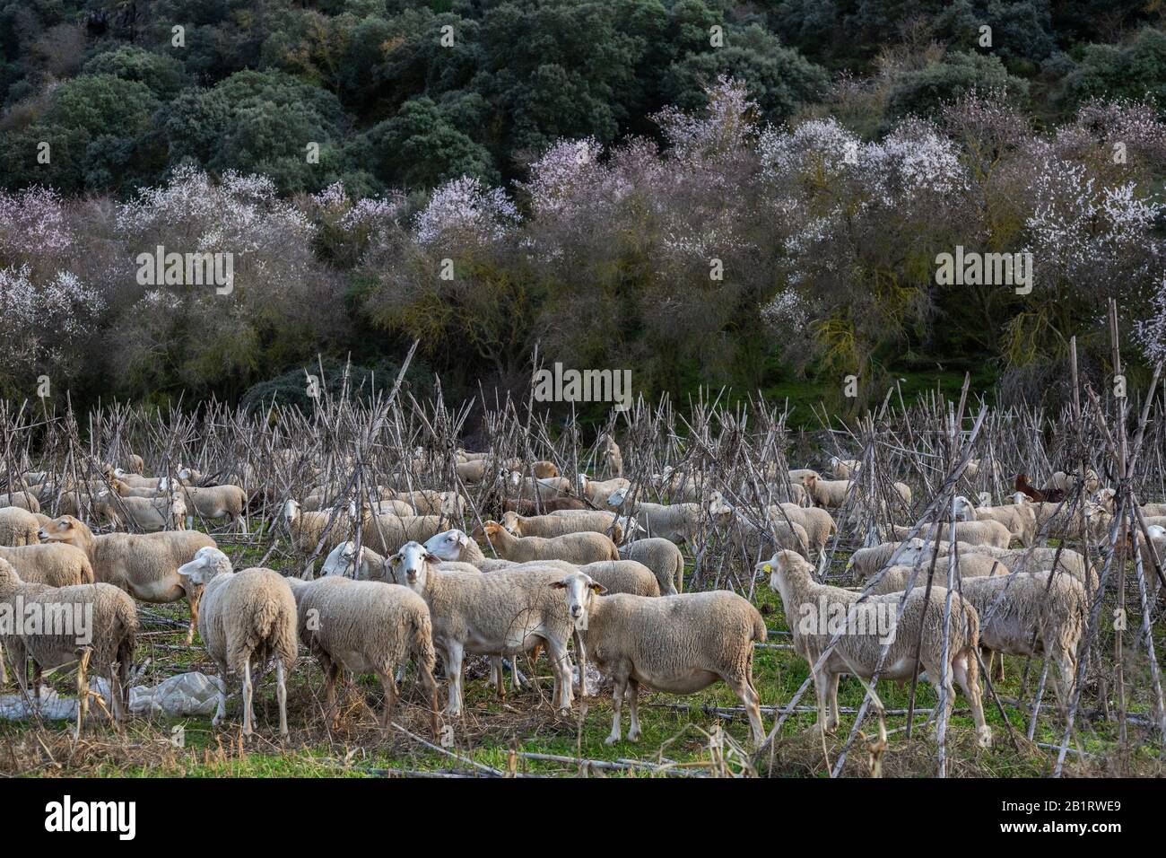 Ventas de zafarraya hi-res stock photography and images - Alamy