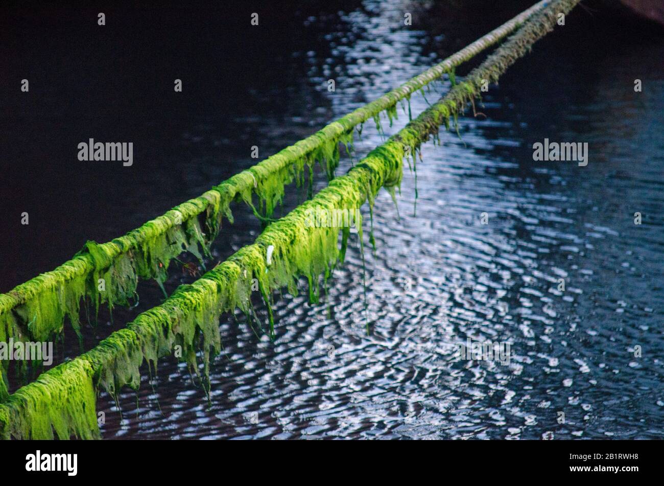 Old Mossy Rope in The Sea Stock Photo - Alamy