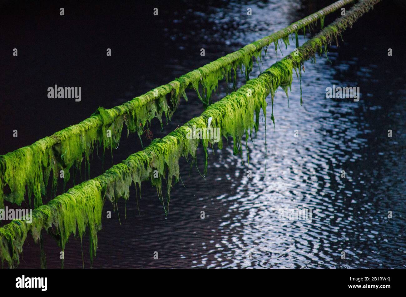 Old Mossy Rope in The Sea Stock Photo - Alamy