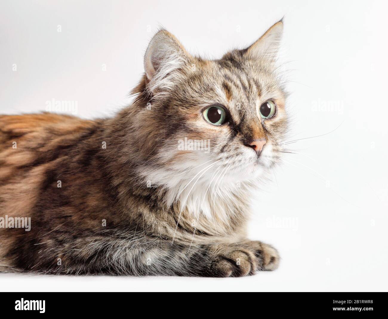 angry red cat isolated on white background Stock Photo - Alamy