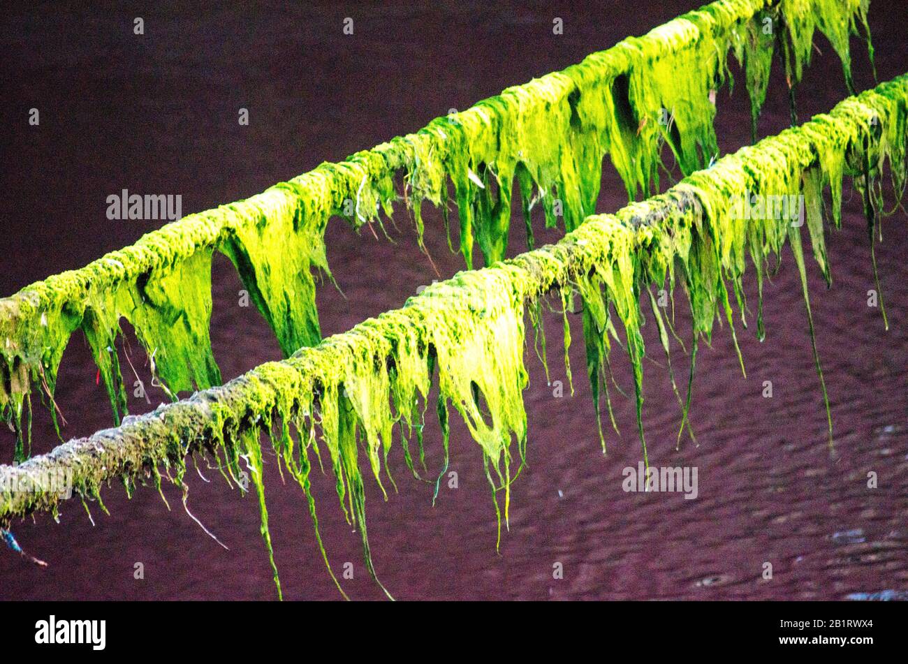 Old Mossy Rope in The Sea Stock Photo - Alamy