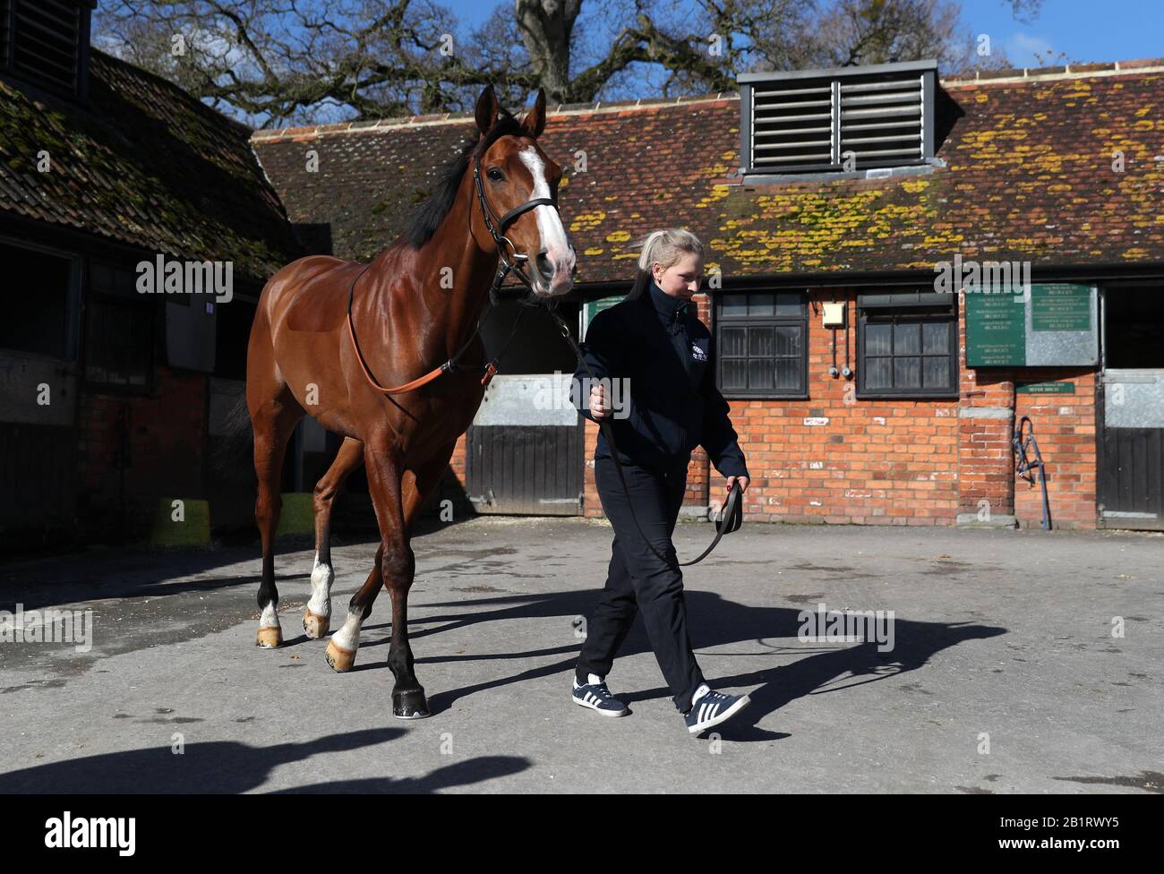 Capeland is paraded around the yard during the visit to Manor Farm ...