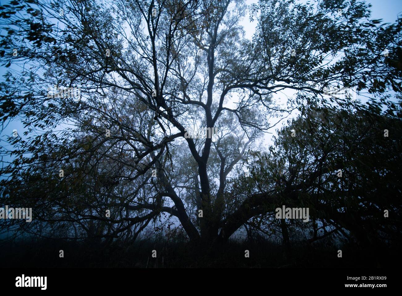 trees in a city park at night in foggy weather Stock Photo - Alamy