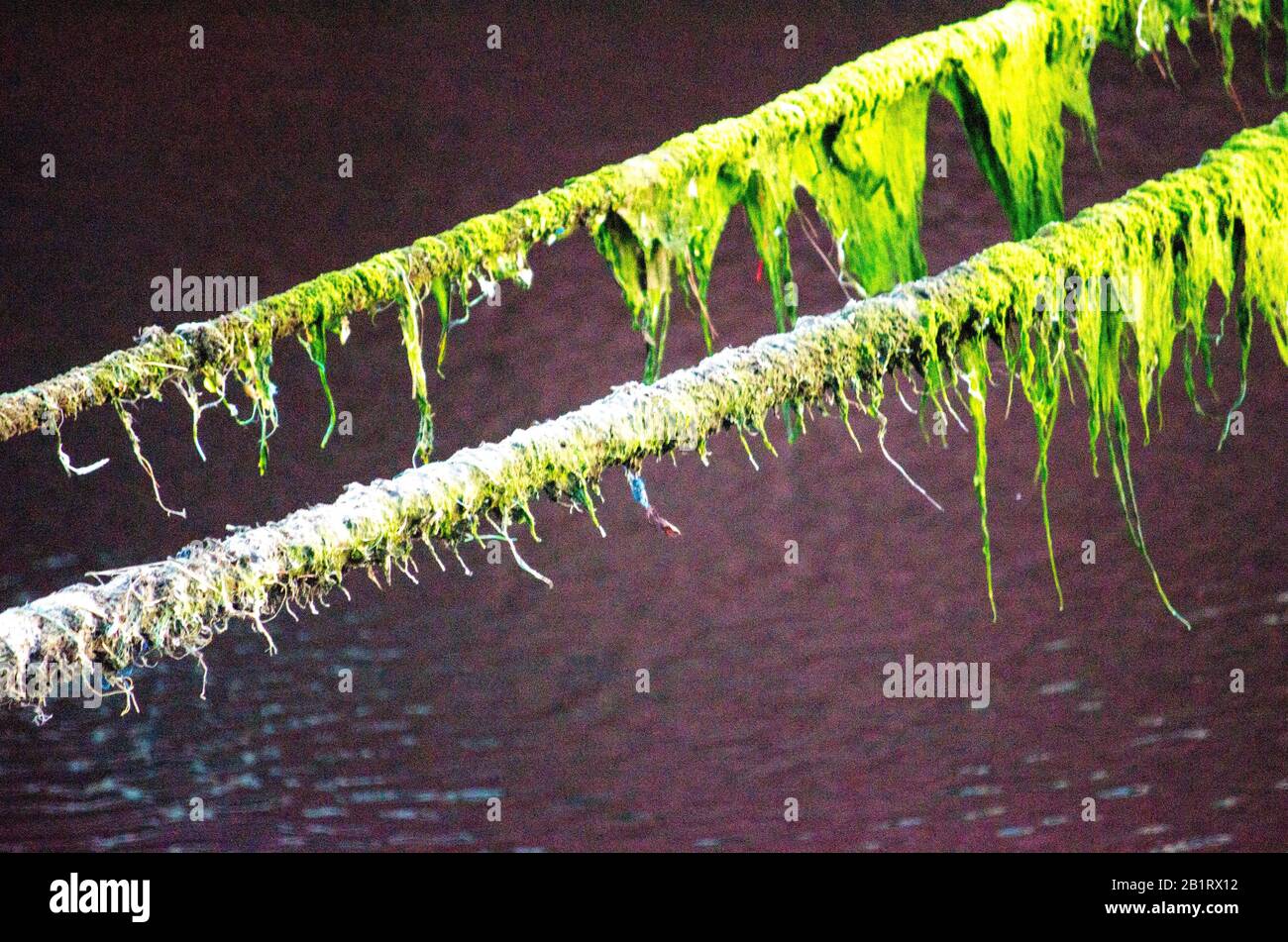 Old Mossy Rope in The Sea Stock Photo - Alamy