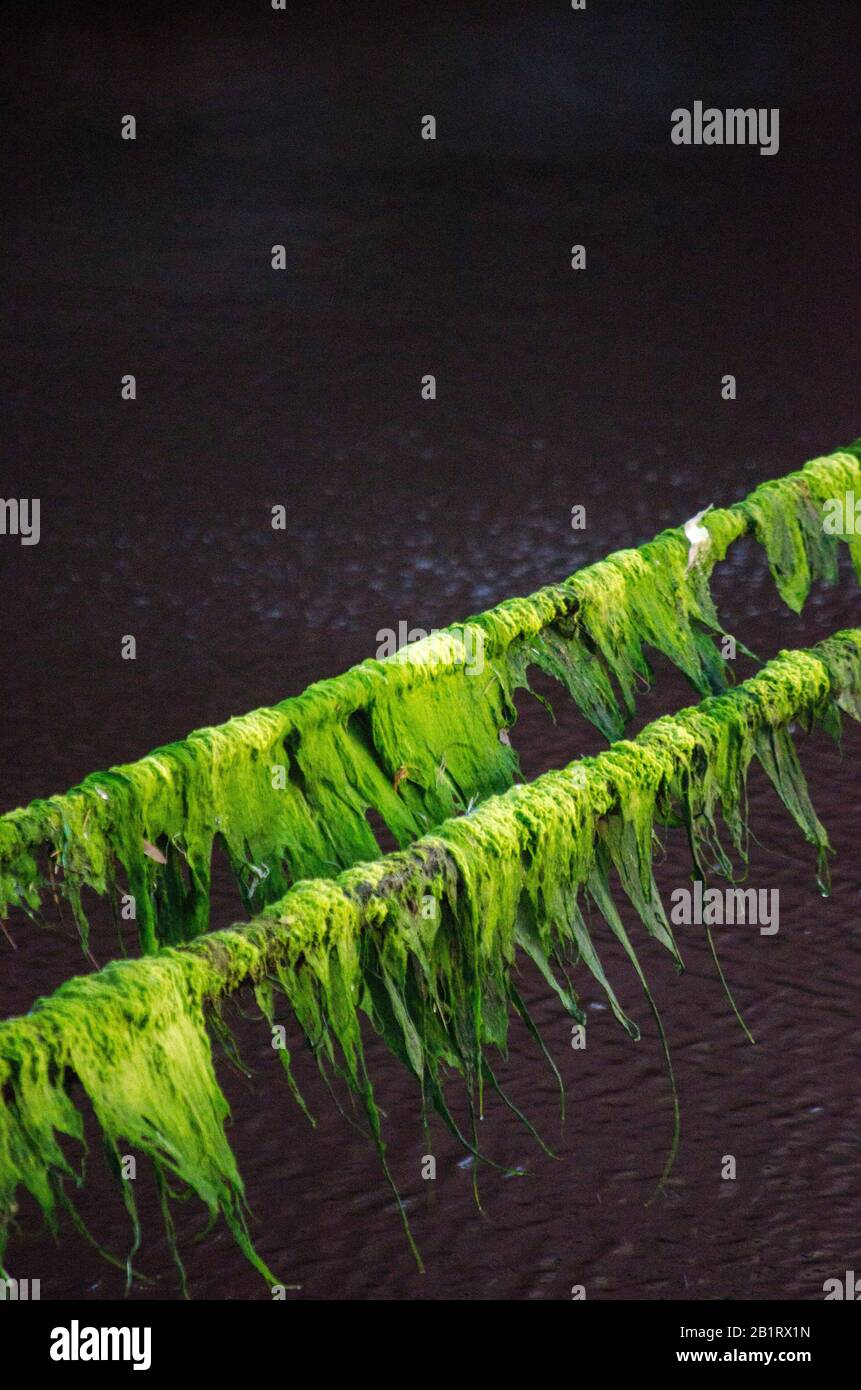 Old Mossy Rope in The Sea Stock Photo - Alamy