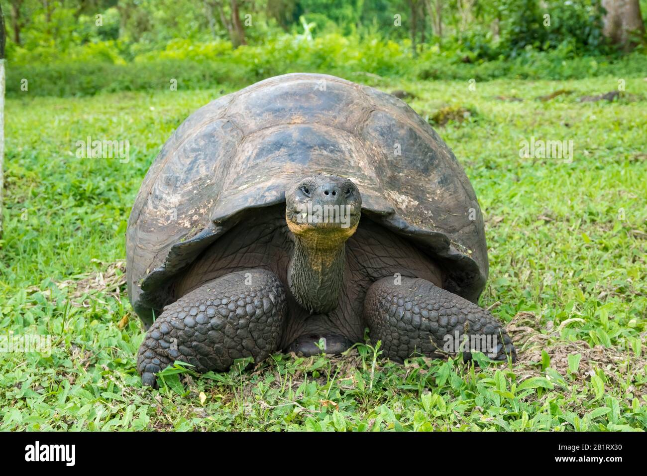 Santa Cruz Island Highlands, Galapagos Islands, Ecuador Stock Photo - Alamy