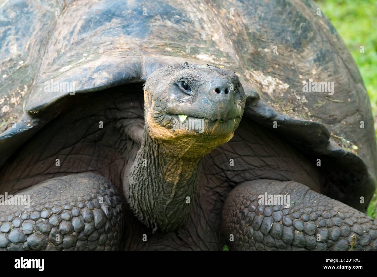 Santa Cruz Island Highlands, Galapagos Islands, Ecuador Stock Photo - Alamy