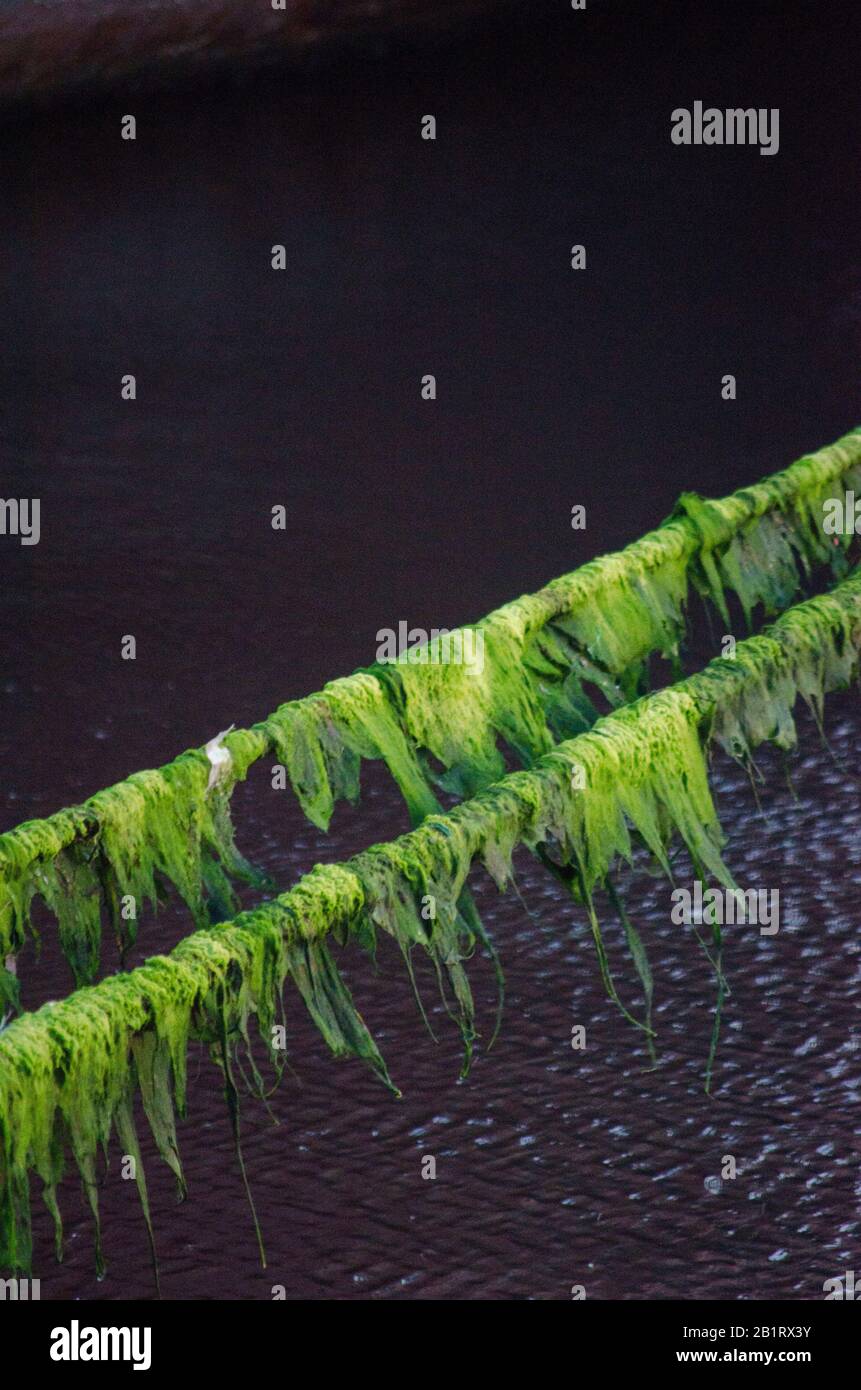 Old Mossy Rope in The Sea Stock Photo - Alamy