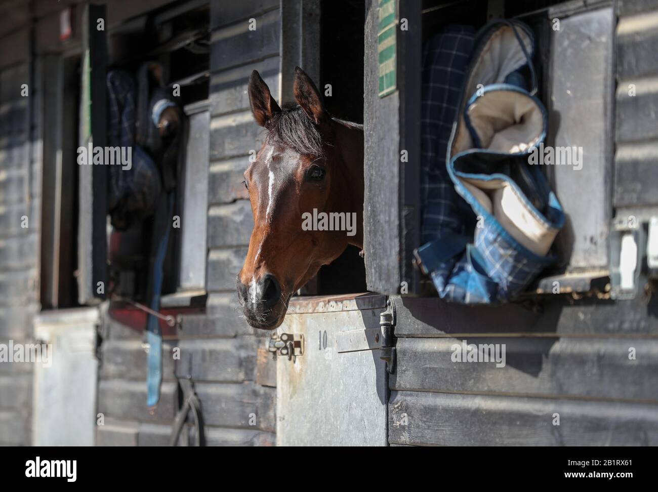 A horse looks out of a stable during the visit to Manor Farm Stables ...