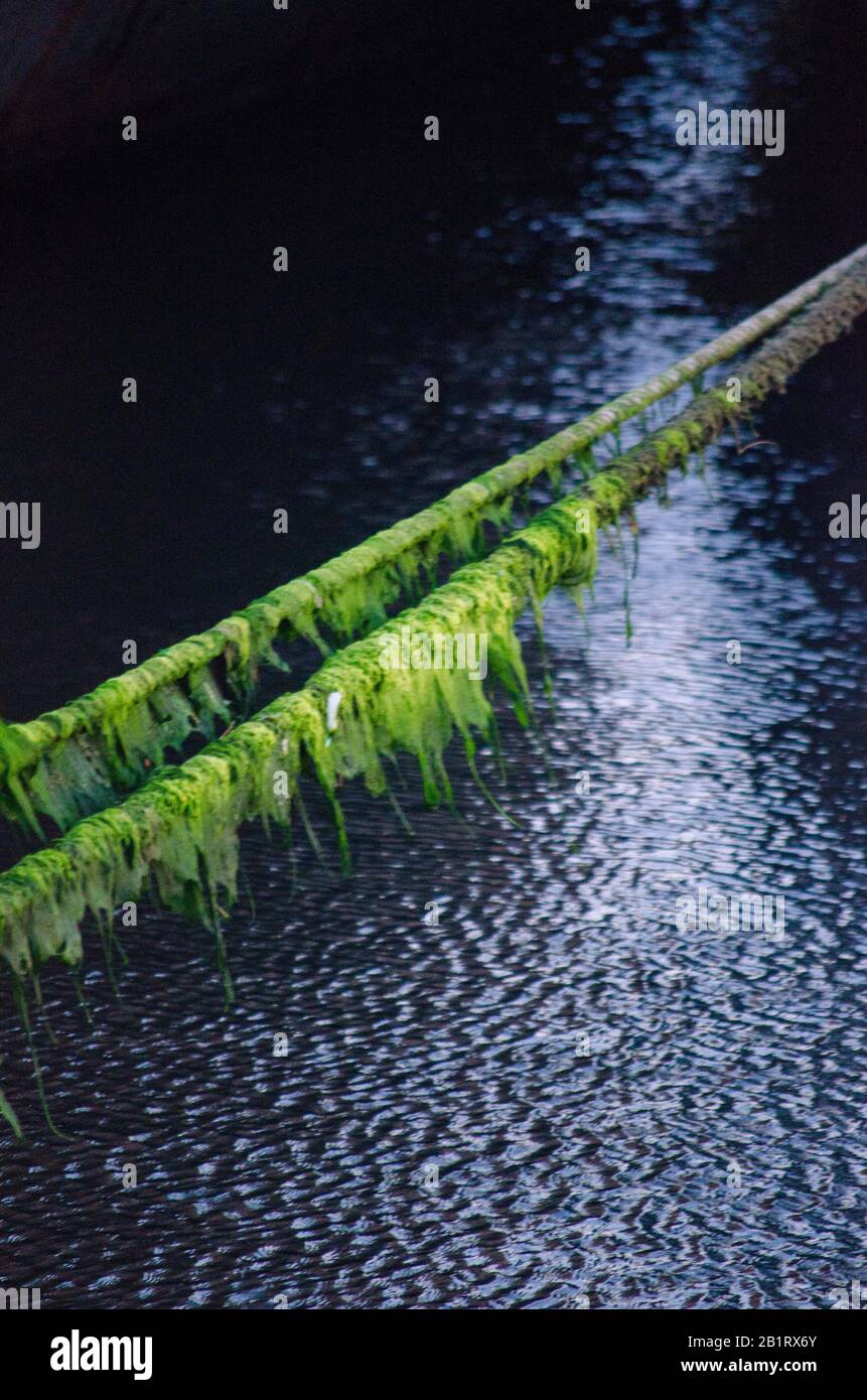 Old Mossy Rope in The Sea Stock Photo - Alamy