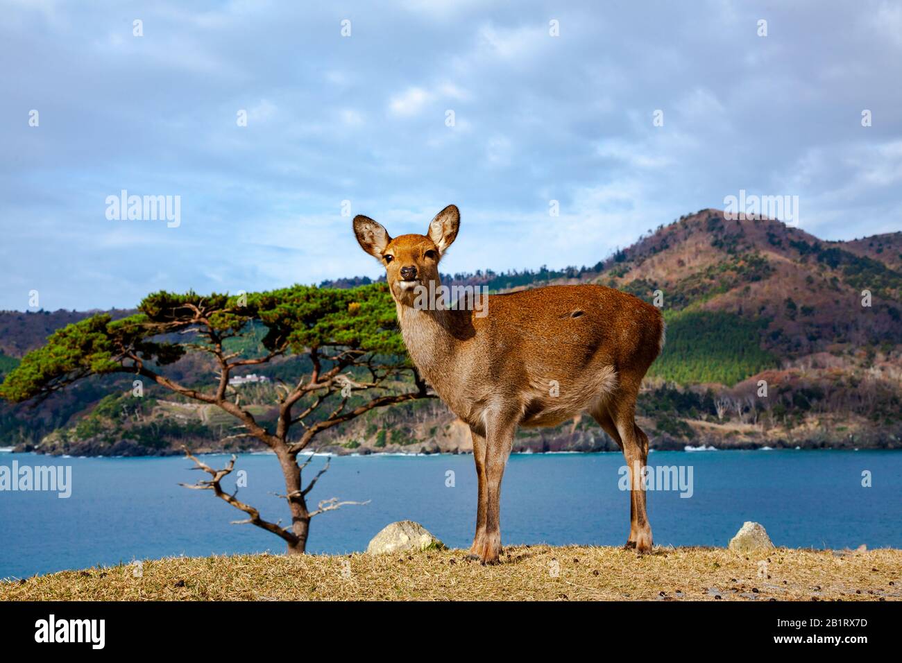 Also known as the spotted deer or the japanese deer hi-res stock ...