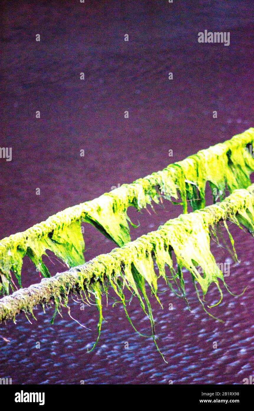 Old Mossy Rope in The Sea Stock Photo - Alamy