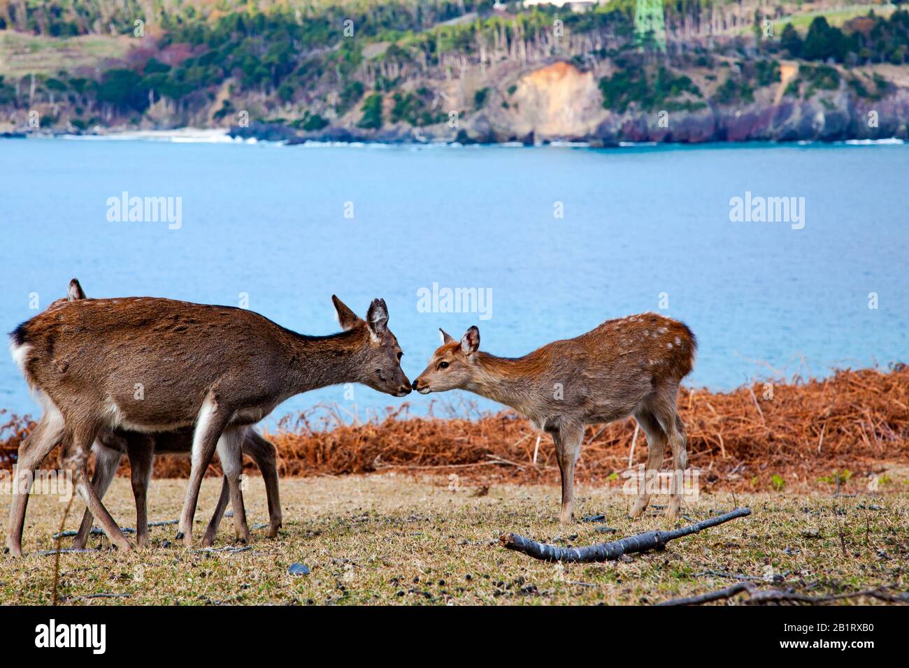 Sika deer (Cervus nippon), also known as the spotted deer or the ...