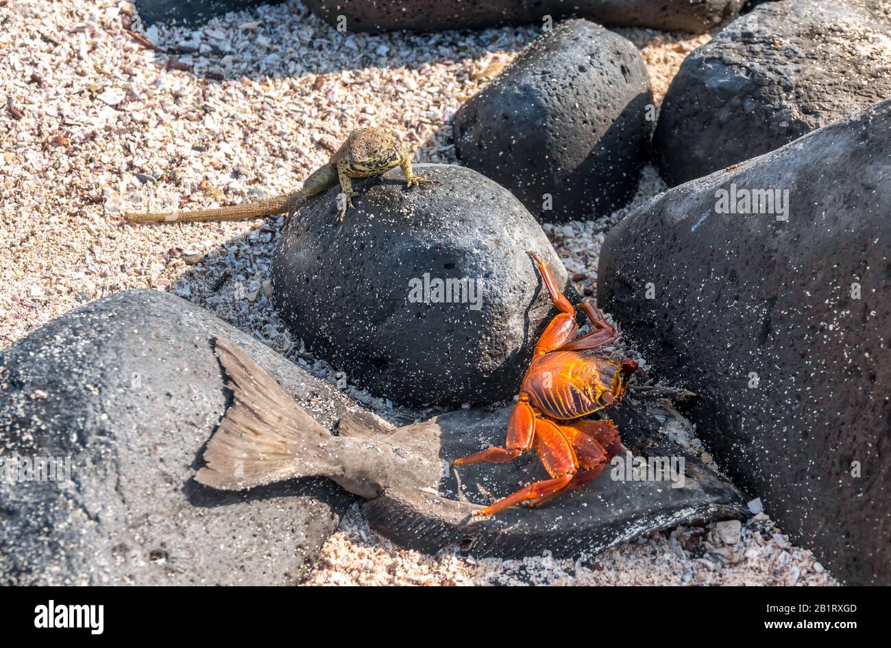 South pacific insects hi-res stock photography and images - Alamy