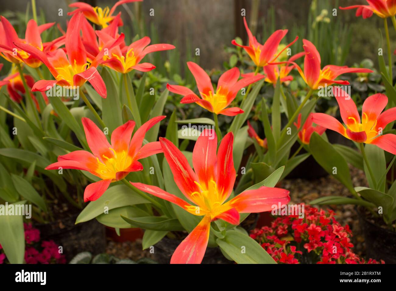 Scarlet tulip hi-res stock photography and images - Alamy