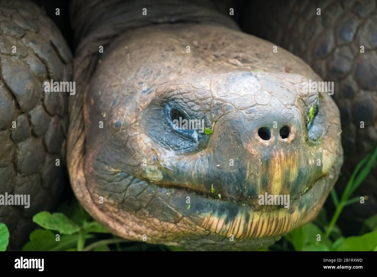 Santa Cruz Island Highlands, Galapagos Islands, Ecuador Stock Photo - Alamy