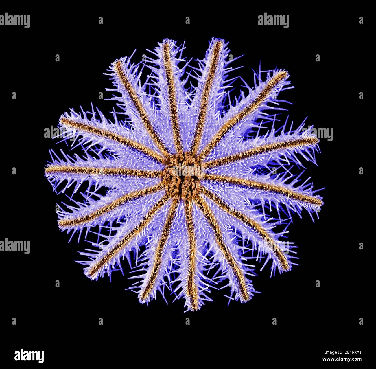 crown-of-thorns sea star isolated on black background Stock Photo - Alamy