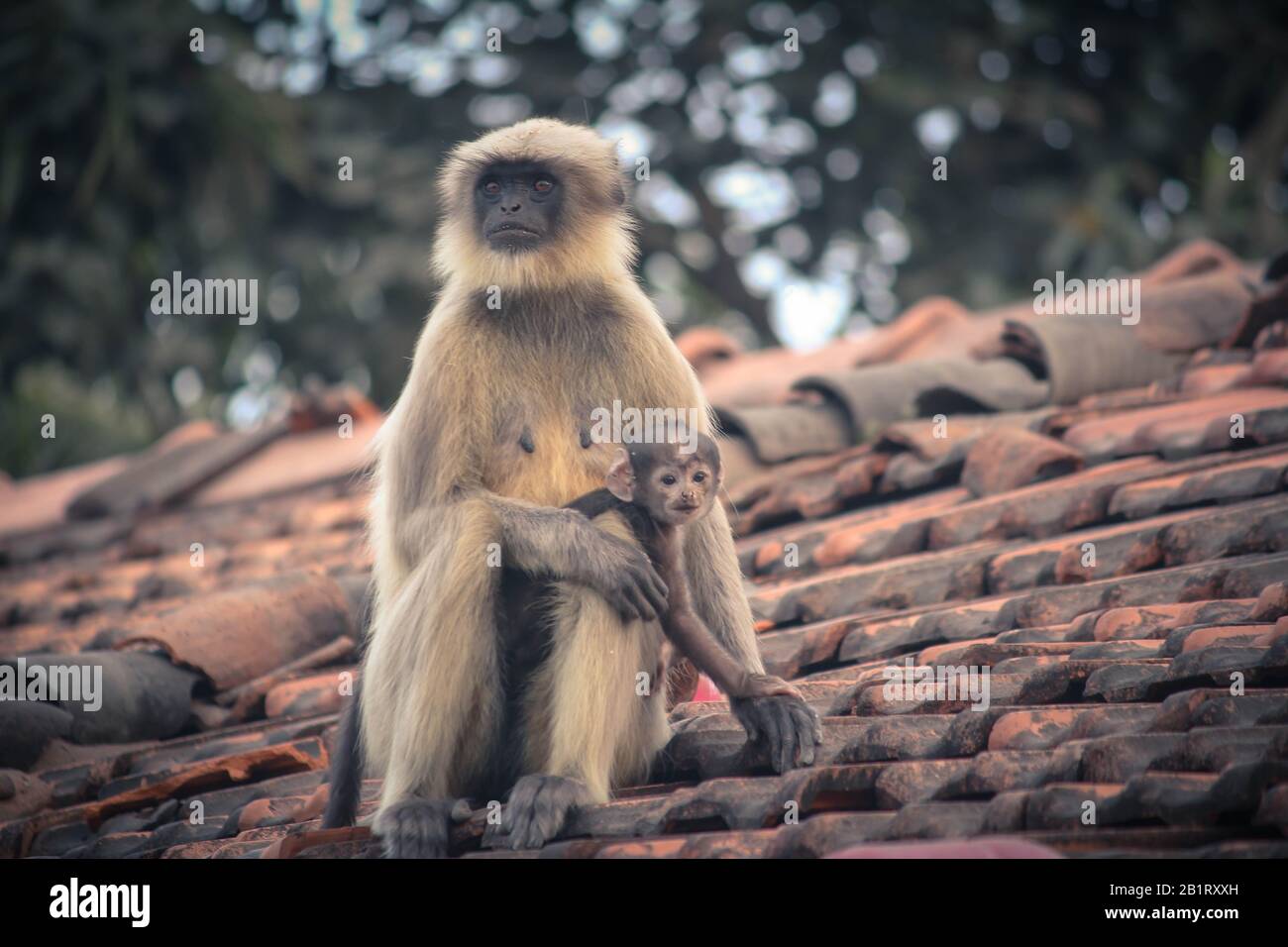 Thatched roof animals hi-res stock photography and images - Alamy