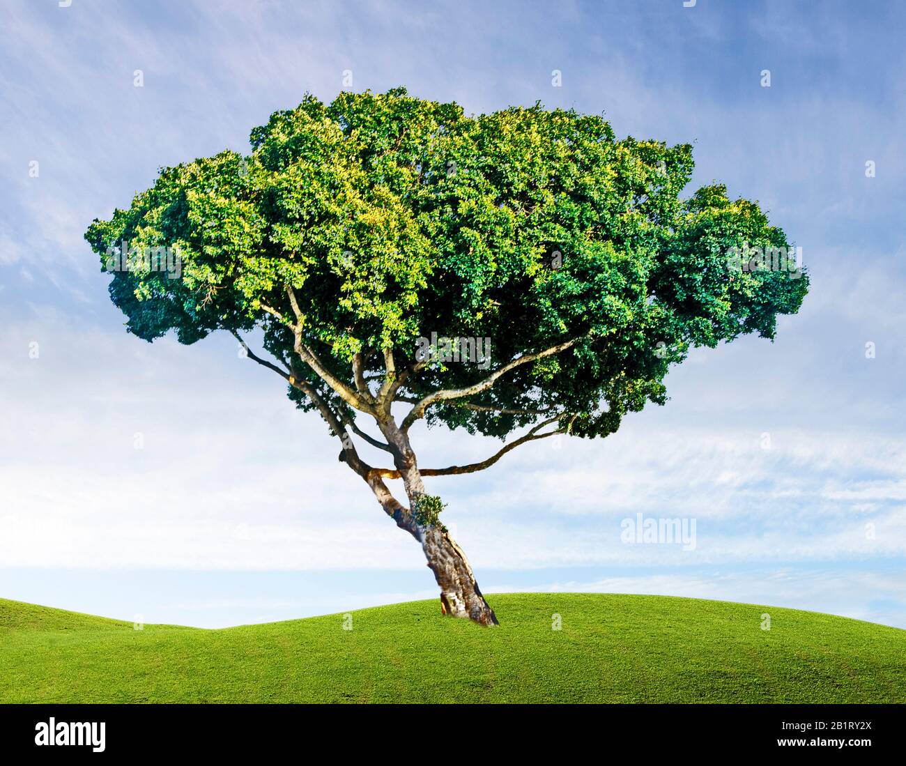Tree on meadow Stock Photo - Alamy