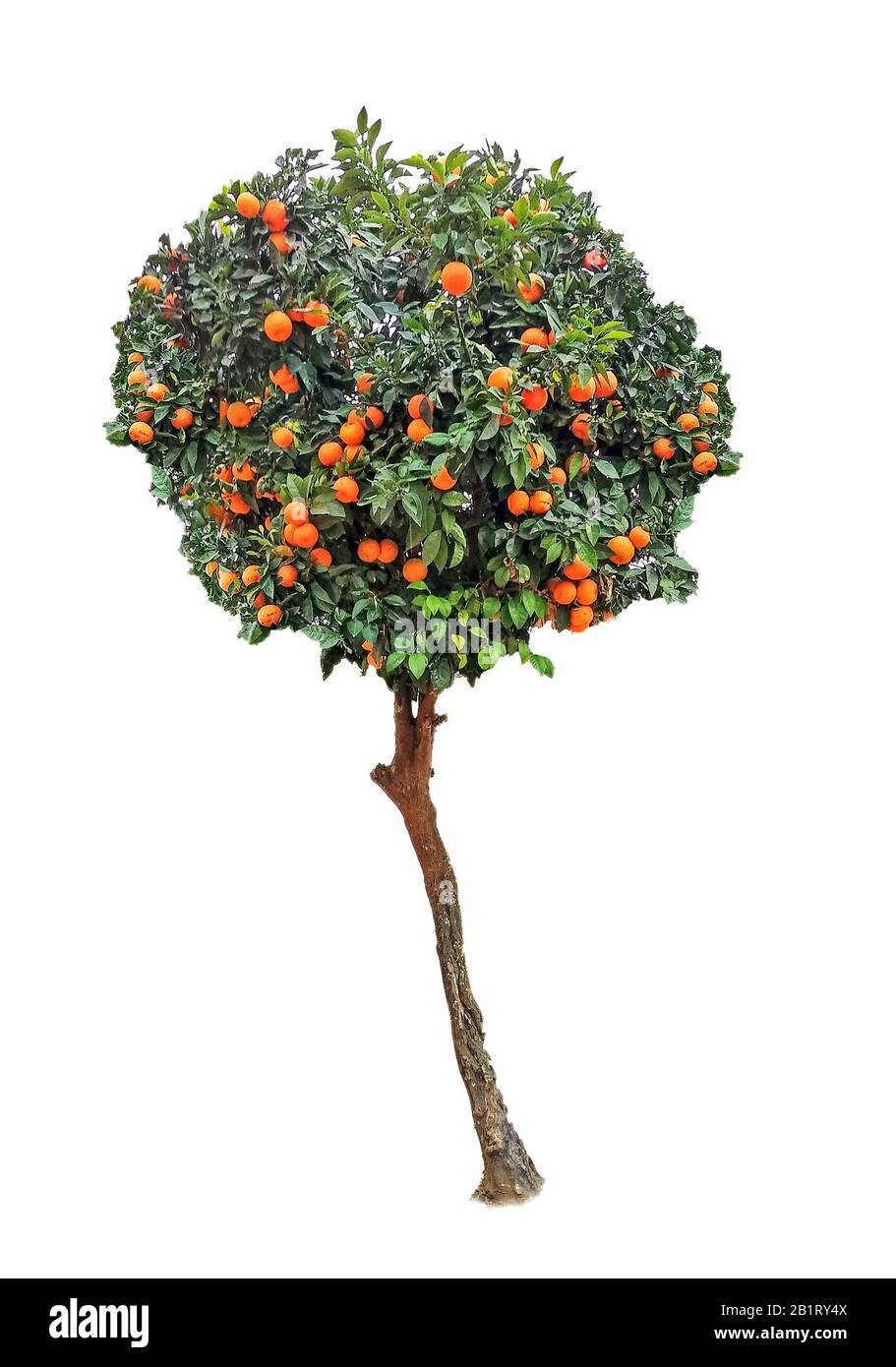 citrus tree on white background Stock Photo - Alamy