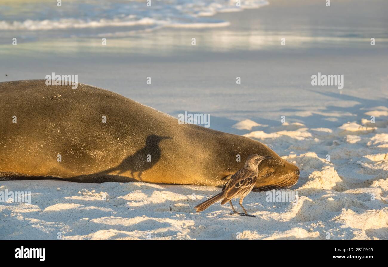 Mocking brd hi-res stock photography and images - Alamy