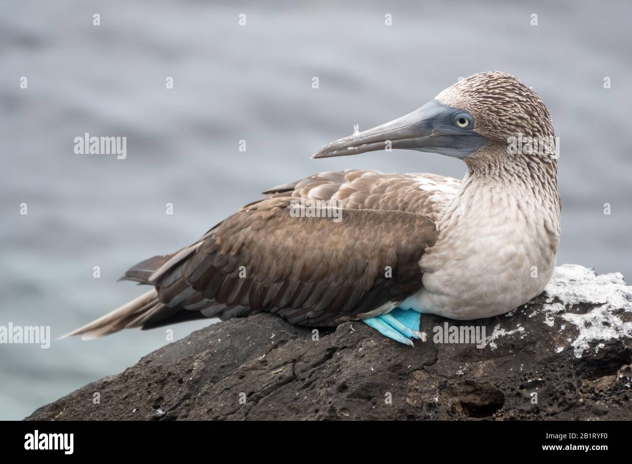 A blue-footed bobby on arock at Puerto Baquerizo Moreno, San Cristobal ...