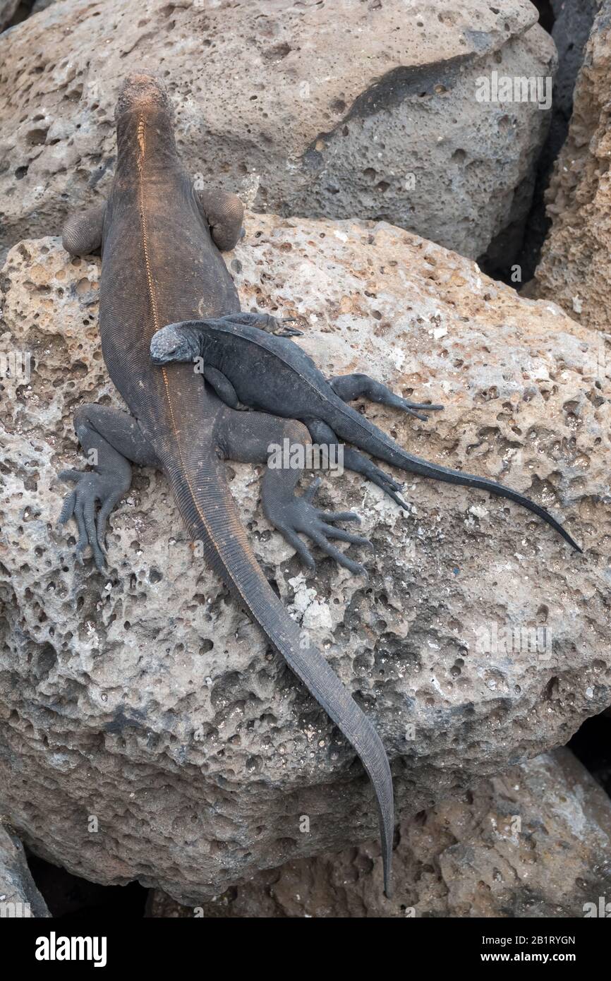 Marina iguana mother and baby, Puerto Baquerizo Moreno, San Cristobal ...