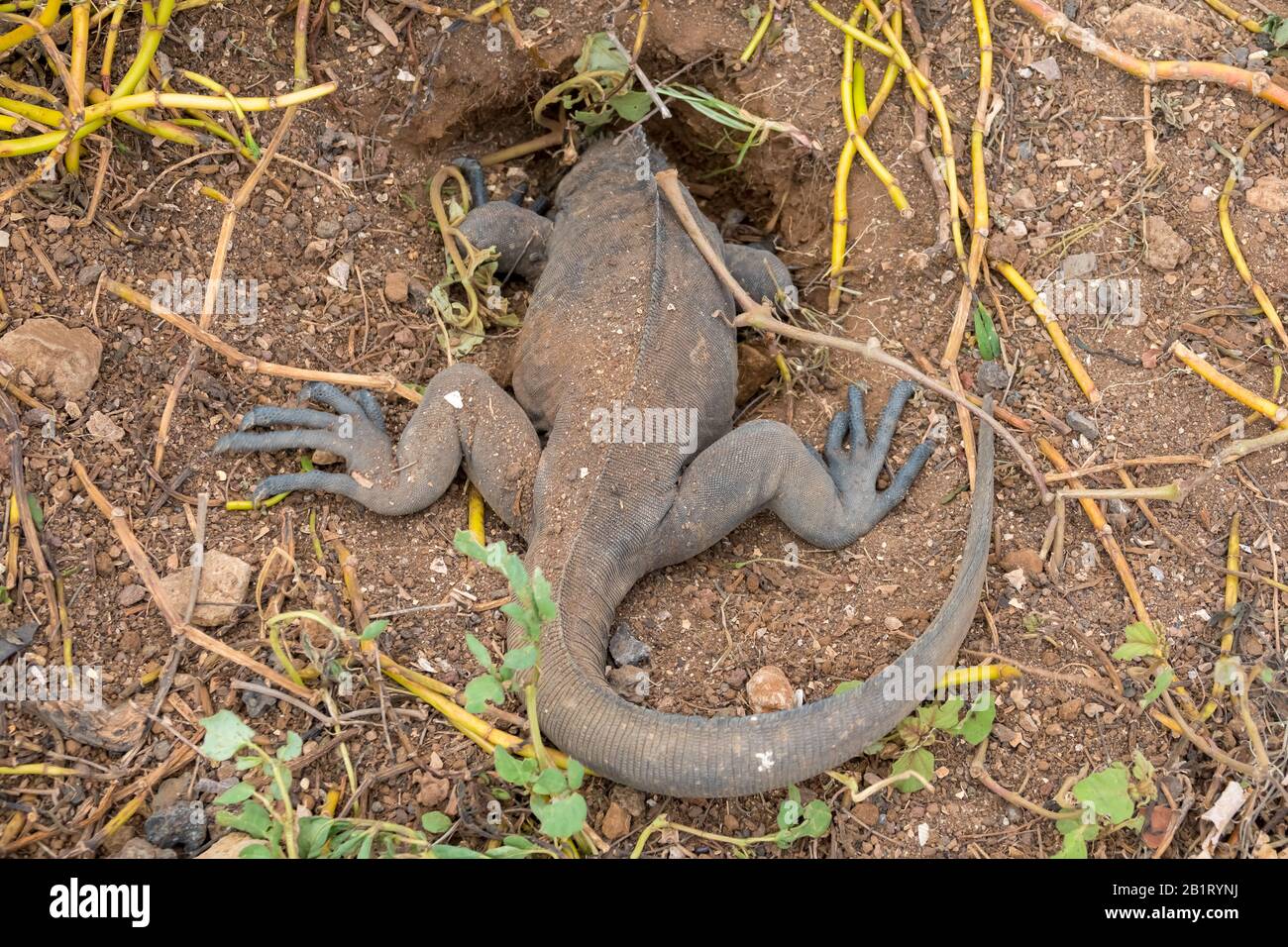Female marine iguana digging.a nest on the ground as breeding season ...
