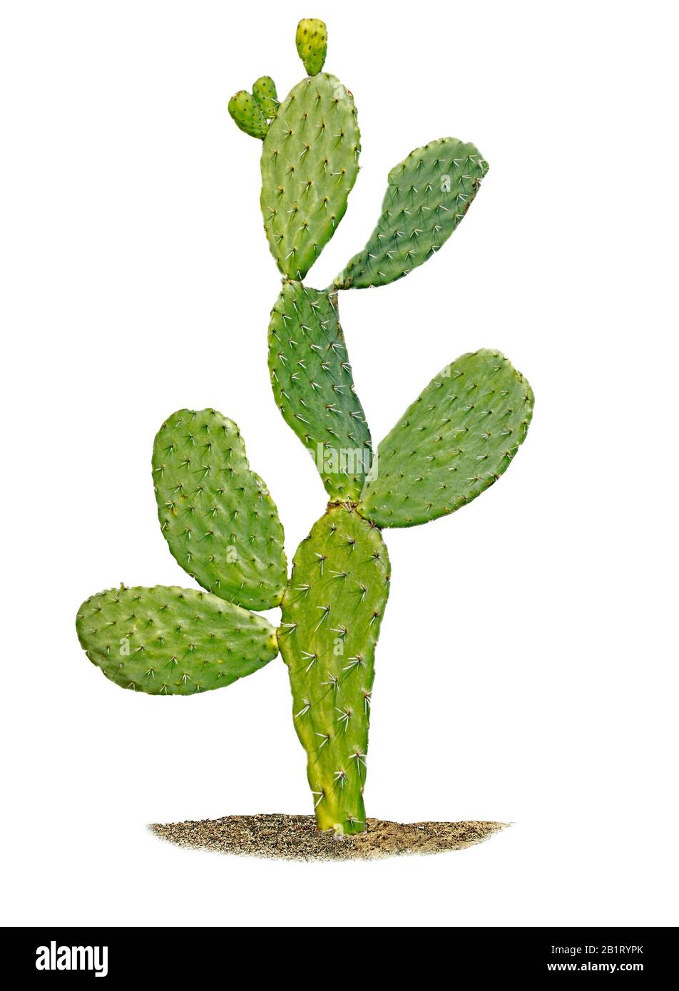 Cactus isolated on white background Stock Photo - Alamy