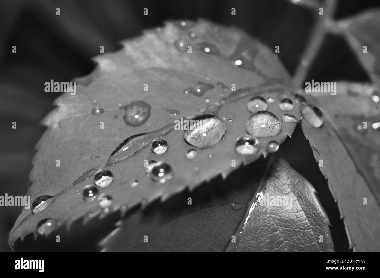 Spotted leaf plant Black and White Stock Photos & Images - Alamy