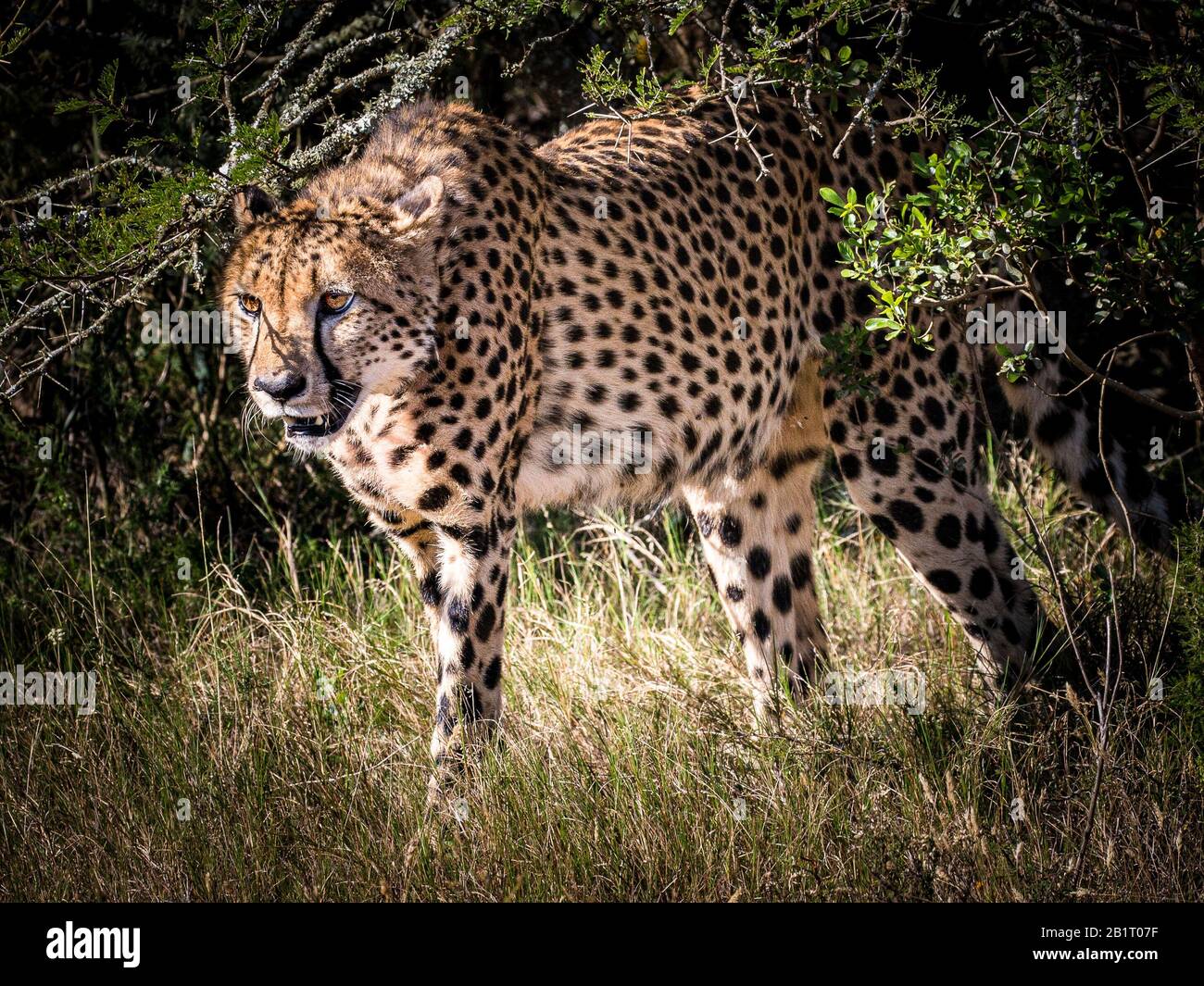 Cheetah On The Prowl Stock Photo - Alamy