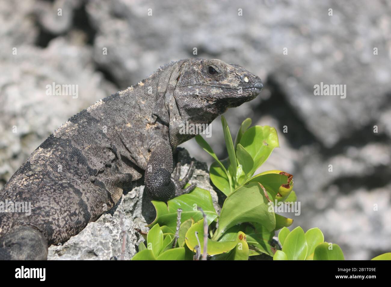 C similis hi-res stock photography and images - Alamy